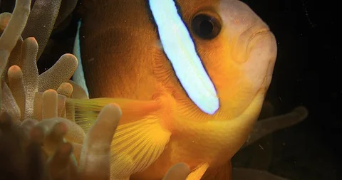 Clark's Anemonefish (Amphiprion clarkii)... | Stock Video | Pond5