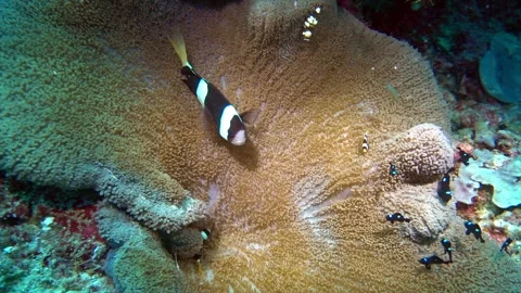 Clark's anemonefish, threespot dascyllus... | Stock Video | Pond5