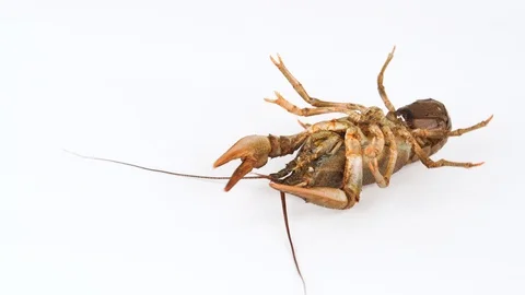 claws crayfish alive on isolated white | Stock Video | Pond5