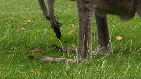 Kangaroo Feet Stock Video Footage | Royalty Free Kangaroo Feet Videos ...