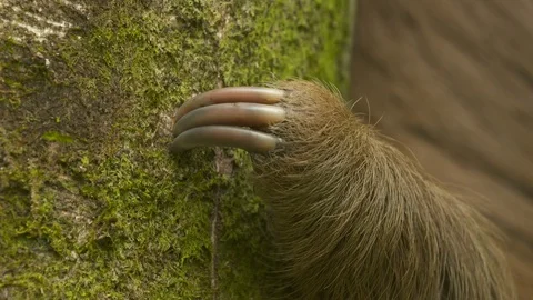 Claws Of A Three-Toed Sloth On A Trunk, ... | Stock Video | Pond5