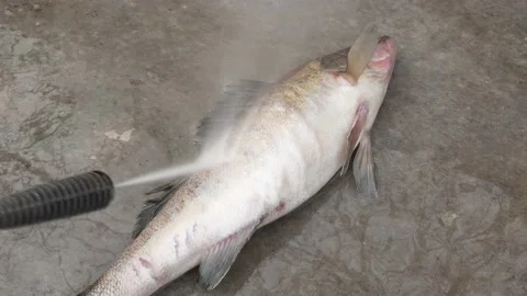 Clean fresh fish with a powerful jet of ... | Stock Video | Pond5