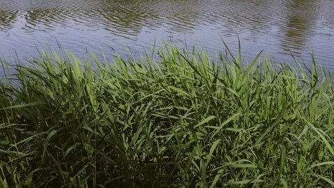 Clean nature on a summer day in the bay ... | Stock Video | Pond5