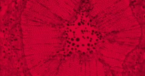 Clean red plant stem under a microscope.... | Stock Video | Pond5