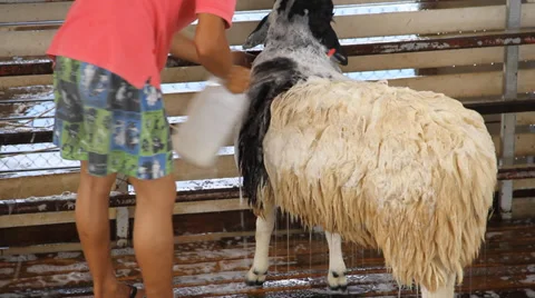 Clean sheep | Stock Video | Pond5