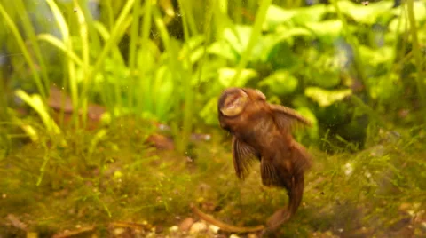 Pleco Stock Videos – Royalty-Free HD & 4K Videos | Pond5