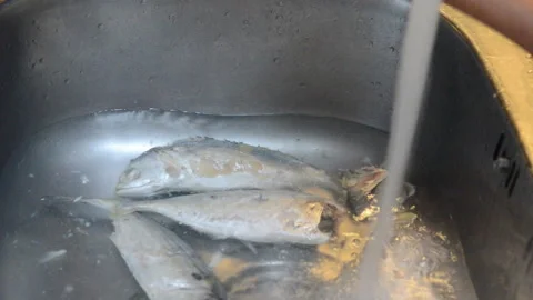 cleaning mackerel fish for making food | Stock Video | Pond5
