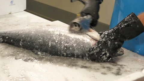 Cleaning the skin of a salmon fish in a ... | Stock Video | Pond5