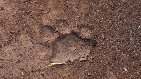 Lion Footprint Stock Footage ~ Royalty Free Stock Videos | Pond5