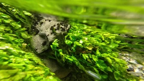 Clear spring water with aquatic plants, ... | Stock Video | Pond5