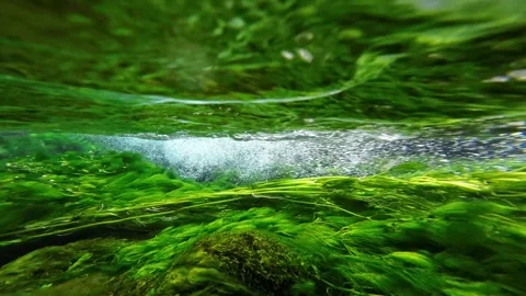 Clear spring water with aquatic plants, ... | Stock Video | Pond5