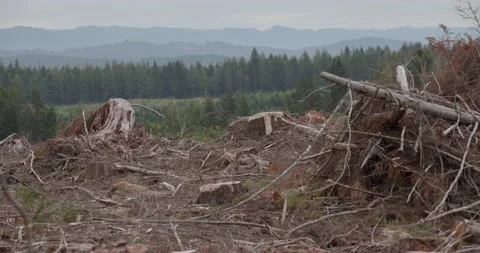 Habitat Destruction Stock Video Footage | Royalty Free Habitat ...