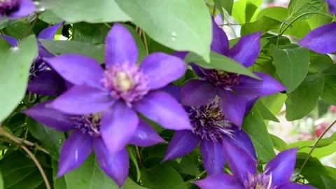 Large Beaut Stock Videos – Royalty-Free HD & 4K Videos | Pond5