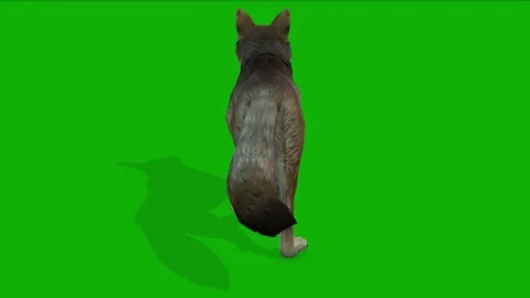 A Clever Fox Slow Walking View From Back... | Stock Video | Pond5