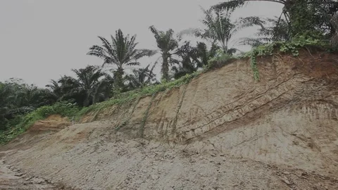 Climate change, Palm oil, Deforestation,... | Stock Video | Pond5