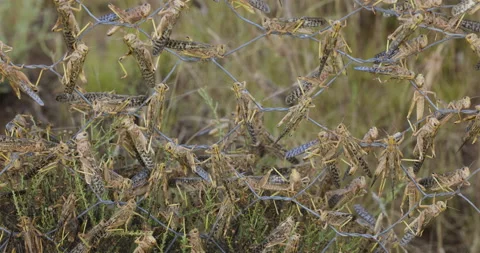 Locust Stock Videos – Royalty-Free HD & 4K Videos