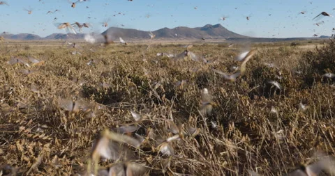 Locust Stock Videos – Royalty-Free HD & 4K Videos