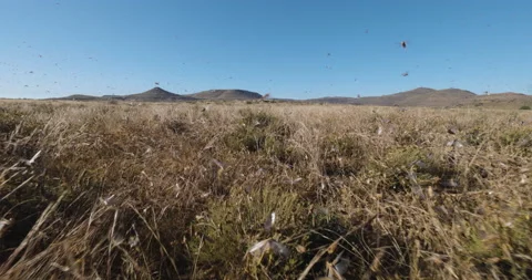 Locust Stock Videos – Royalty-Free HD & 4K Videos