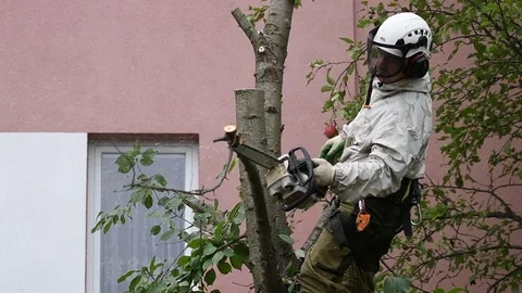 Climber on a tree. Climber on a white ba... | Stock Video | Pond5