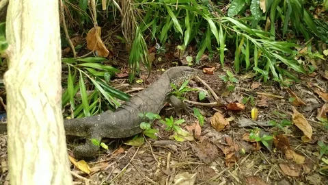 Water Monitor Video Stock Videos – Royalty-Free HD & 4K Videos | Page 2