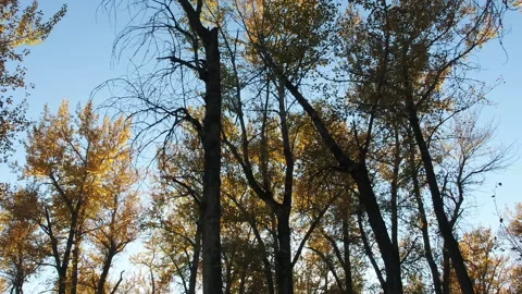 Clip flying in reverse looking up at tre... | Stock Video | Pond5