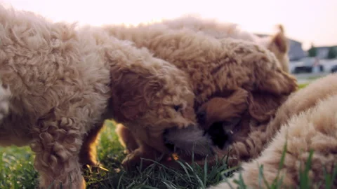 Puppyes For Near Stock Videos – Royalty-Free HD & 4K Videos