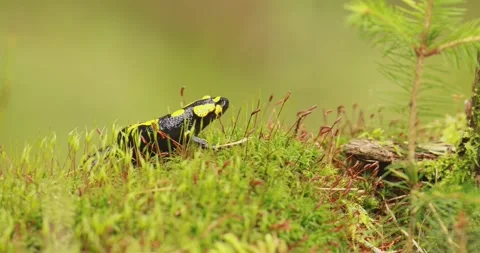 Wild Fire Video Stock Videos – Royalty-Free HD & 4K Videos | Page 3