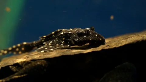 Pleco Stock Footage ~ Royalty Free Stock Videos | Pond5