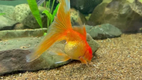 Close-up of an adult goldfish breathing ... | Stock Video | Pond5