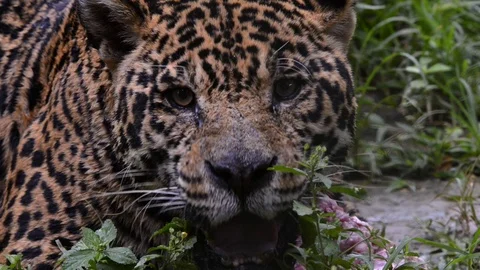 Jaguar Stock Video Footage | Royalty Free Jaguar Videos | Pond5