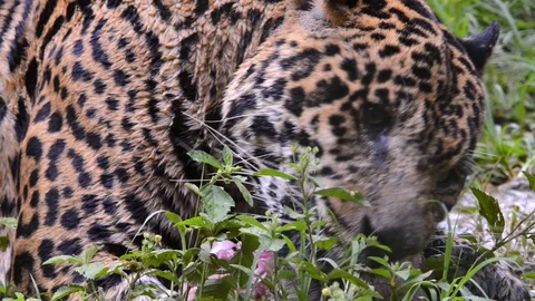 Jaguar Stock Video Footage | Royalty Free Jaguar Videos | Pond5