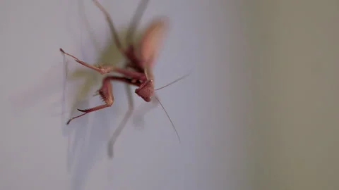 Close Up Of Adult Male Praying Mantis Lo... | Stock Video | Pond5