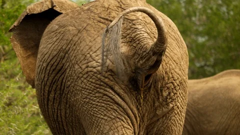 Elephant Defecate Stock Video Footage | Royalty Free Elephant Defecate ...