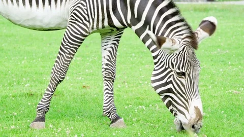 Green Savannah Stock Videos – Royalty-Free HD & 4K Videos | Pond5