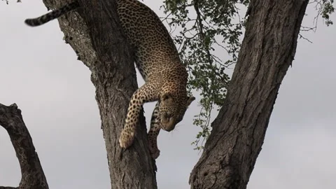 Close-up of an agile leopard descending ... | Stock Video | Pond5