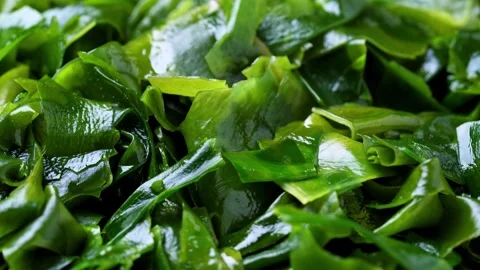 close up alga Laminaria Kelp Seaweed ba... | Stock Video | Pond5