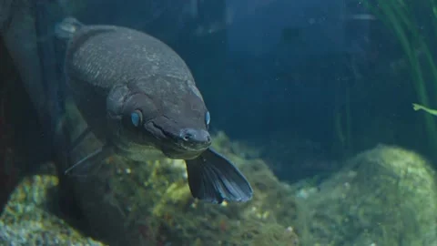 Close up of alligator gar fish | Stock Video | Pond5