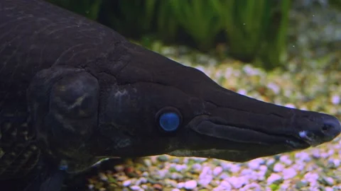 Close up of alligator gar fish | Stock Video | Pond5