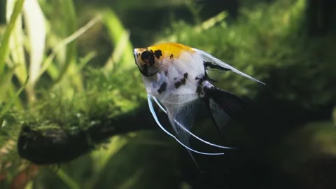 Close-up of an angelfish floating in an ... | Stock Video | Pond5