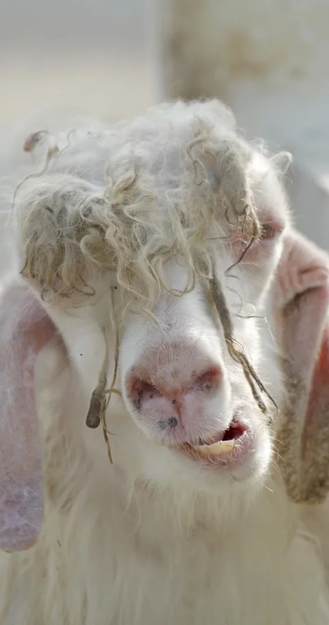 Angora Goat Stock Video Footage | Royalty Free Angora Goat Videos | Pond5