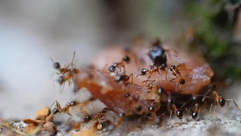 Close up of Ants carrying food together ... | Stock Video | Pond5