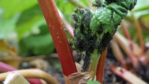 Close-up of Aphids ( Aphidoidea) attack ... | Stock Video | Pond5