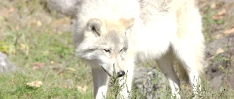 Close up arctic wolf summer hunting | Stock Video | Pond5