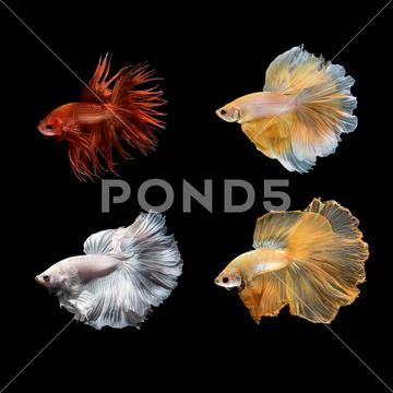 Close up art movement of Betta fish or Siamese fighting fish Stock ...