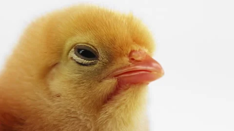 Close up of a baby chick chirping in slo... | Stock Video | Pond5