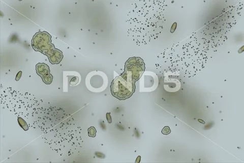 Close-up of bacteria under microscope, cgi render image: Royalty Free ...