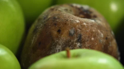 Apple Concept Stock Videos – Royalty-Free HD & 4K Videos