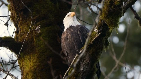 Head Movement Stock Video Footage | Royalty Free Head Movement Videos ...