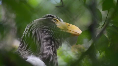 Bald Head P Stock Videos – Royalty-Free HD & 4K Videos | Page 2