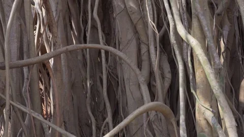 Close-up of banyan tree trunk in the for... | Stock Video | Pond5